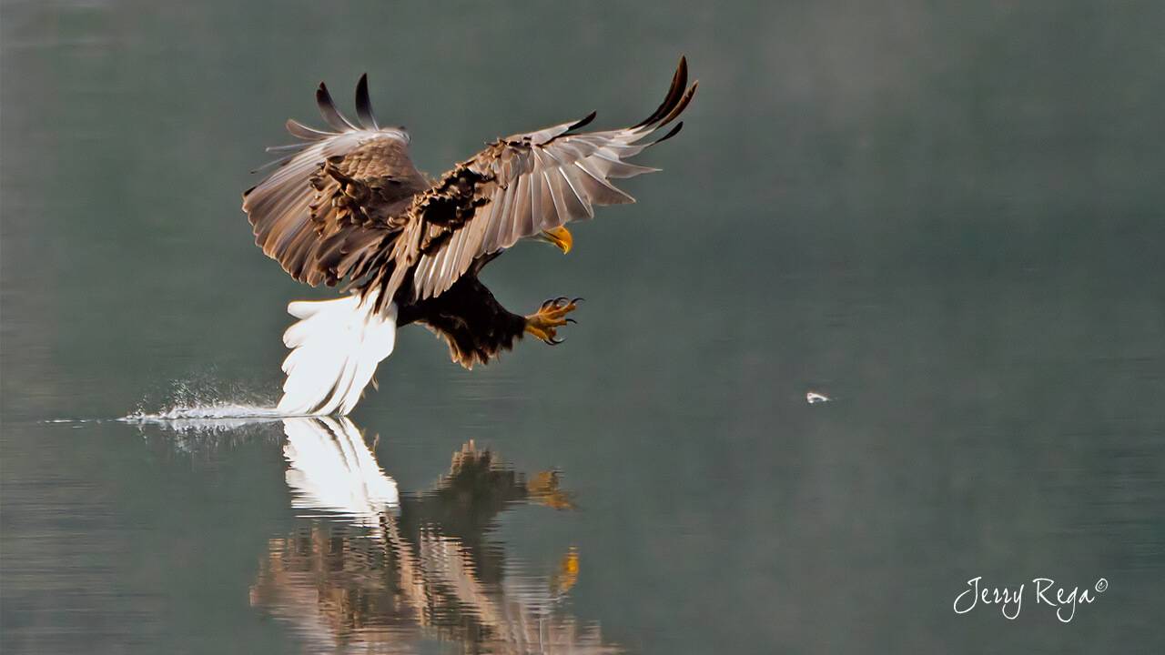 Idaho's Top Eagle Watching Spots | Visit Idaho