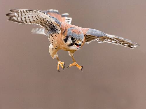 Morley Nelson Snake River Birds of Prey National Conservation Area ...
