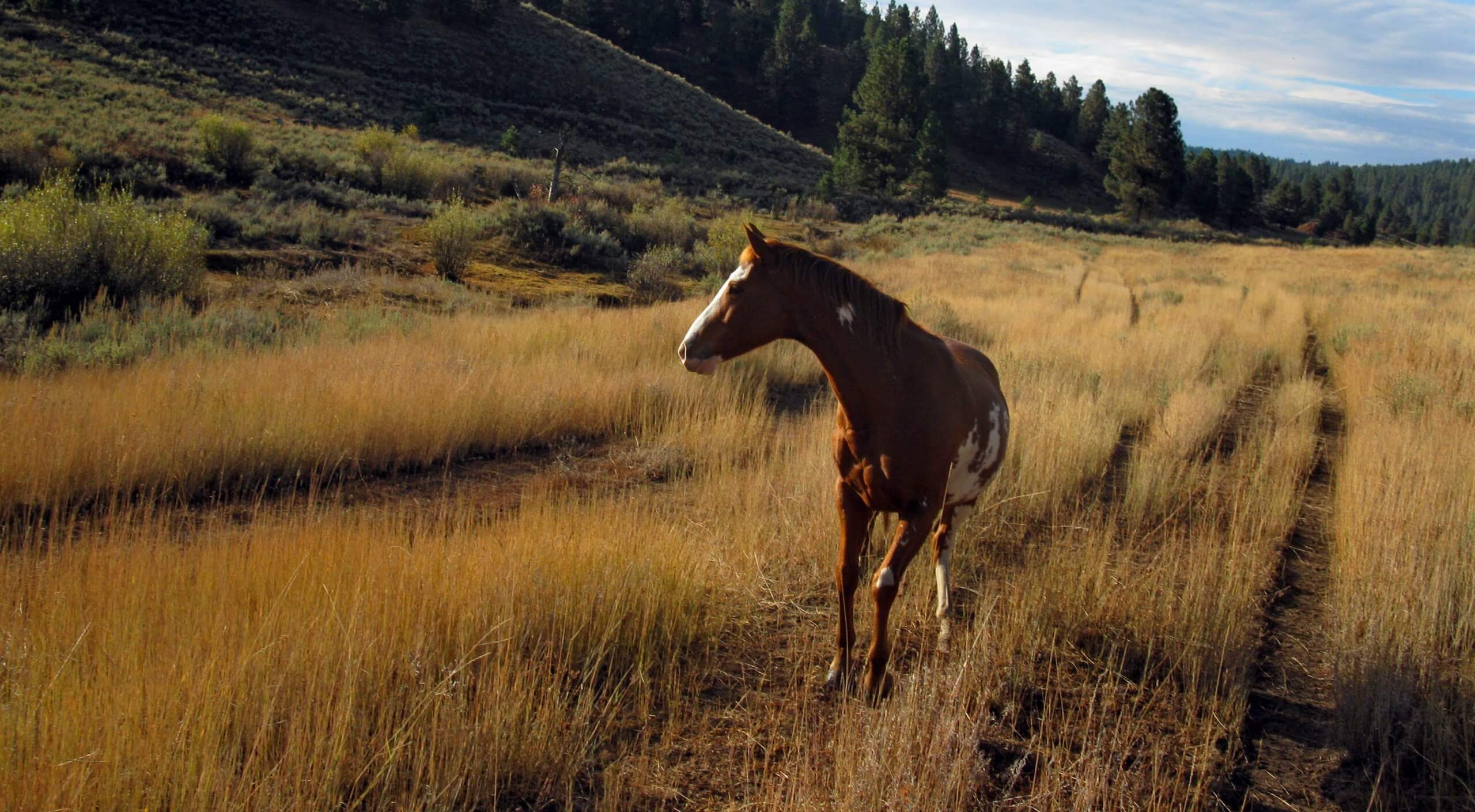 Lazy R Ranch | Visit Idaho