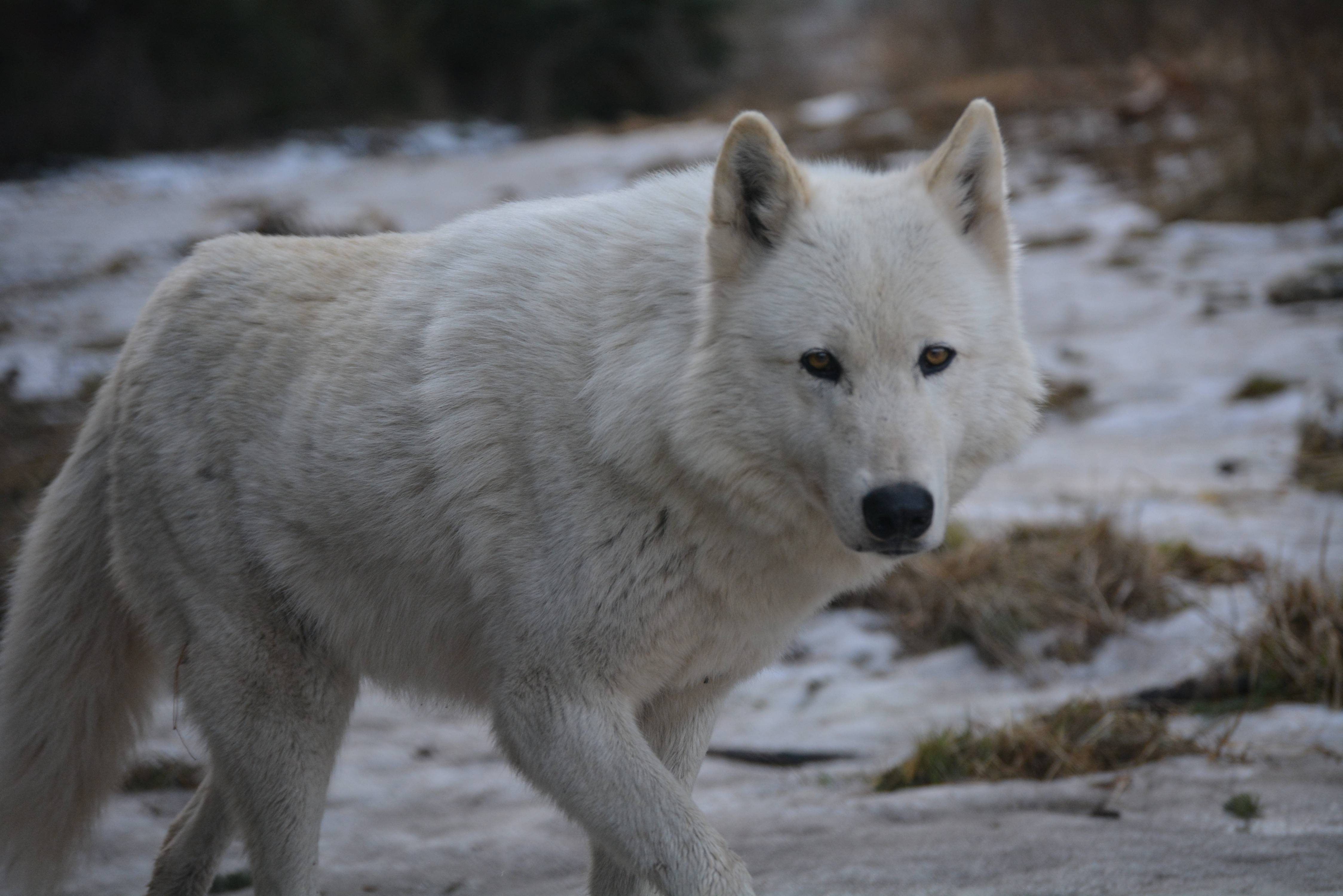 The Wolf Education and Research Center | Visit Idaho