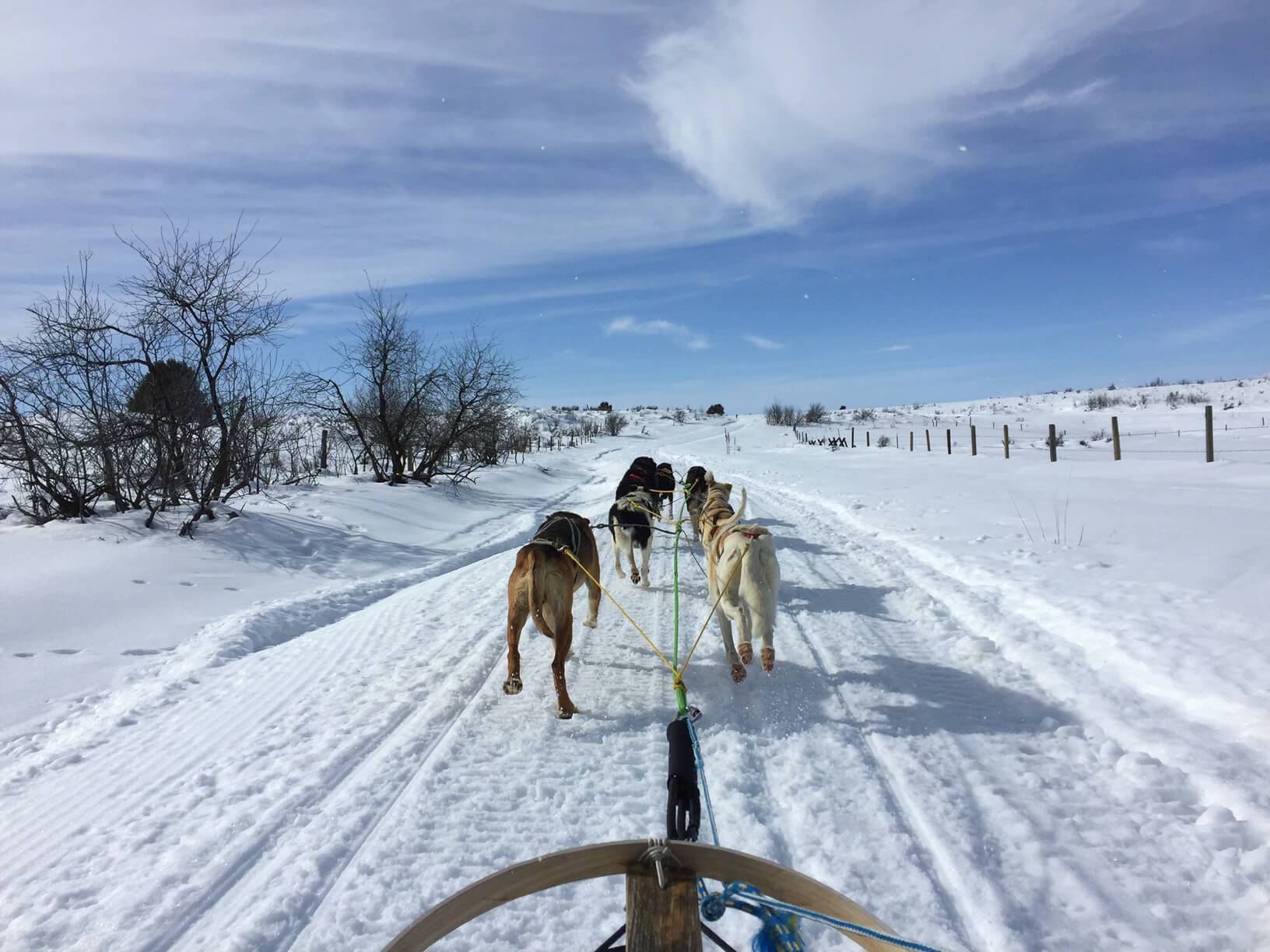 Mush On! Experience Idaho on a Dog Sled | Visit Idaho