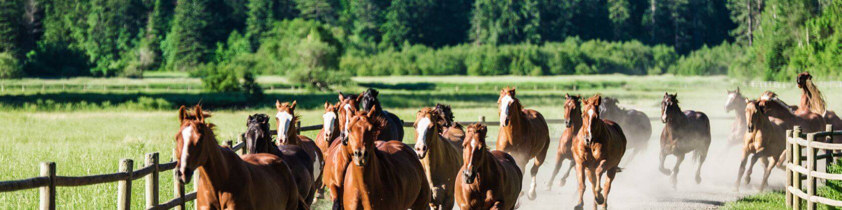Rider Ranch - Visit Idaho