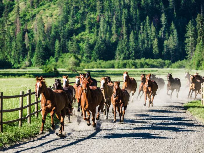 Idaho Idaho Guest Ranches | Visit Idaho