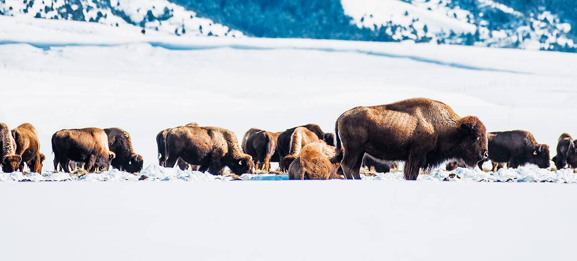 Idaho Wildlife Viewing/Birding | Visit Idaho