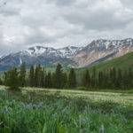 6 Must See Places to View Idaho’s Spring Wildflowers | Visit Idaho