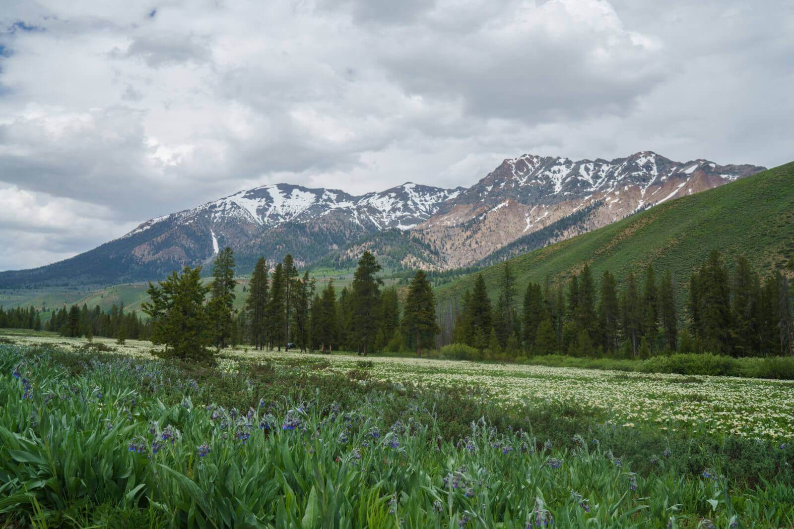 6 Must See Places to View Idaho’s Spring Wildflowers | Visit Idaho