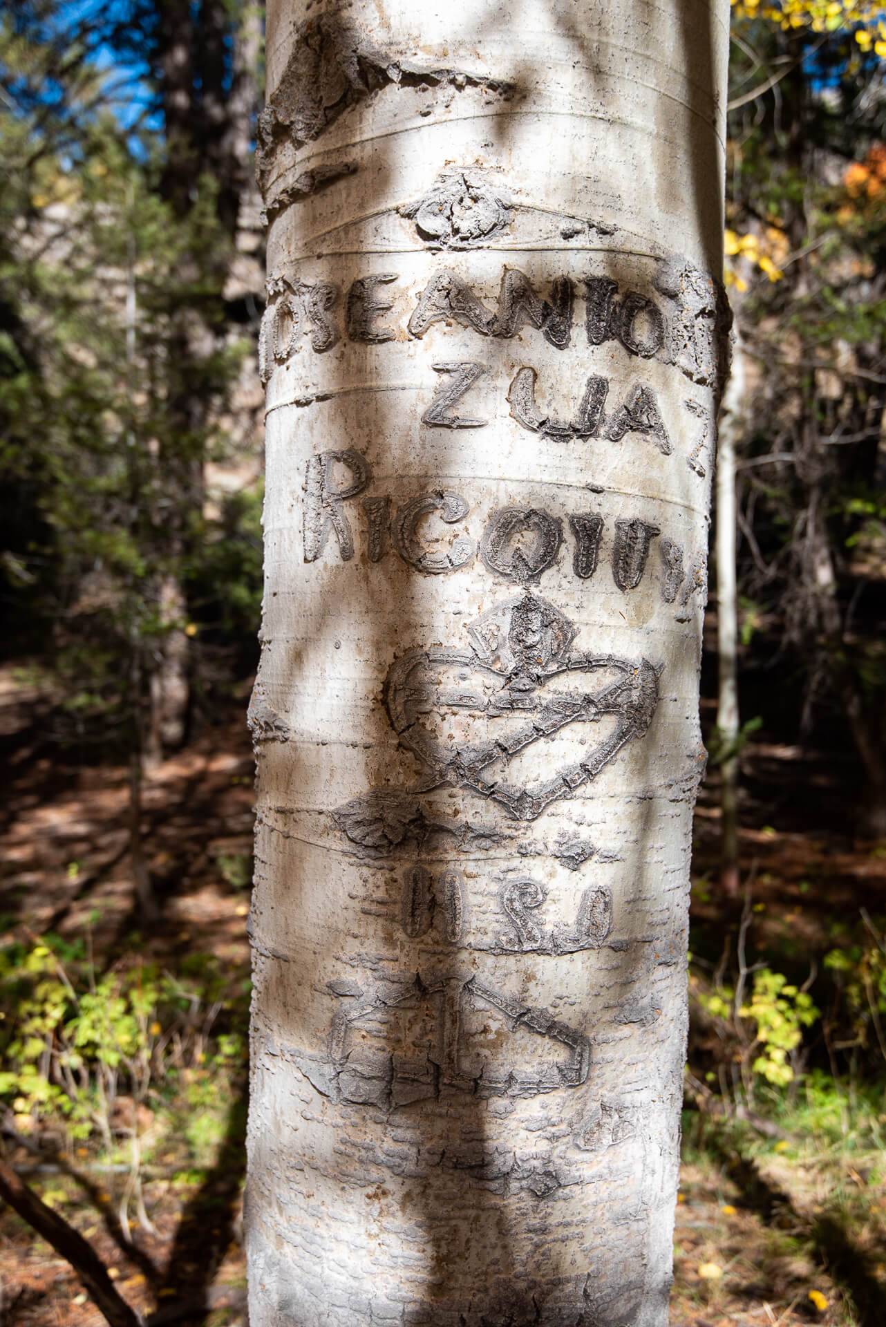 Hidden History: Finding Arborglyphs in Idaho | Things to do in Idaho