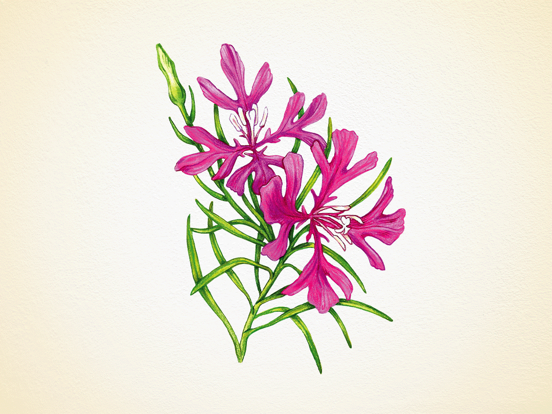 Discover Idaho's Wildflowers in Bloom: See our Guide