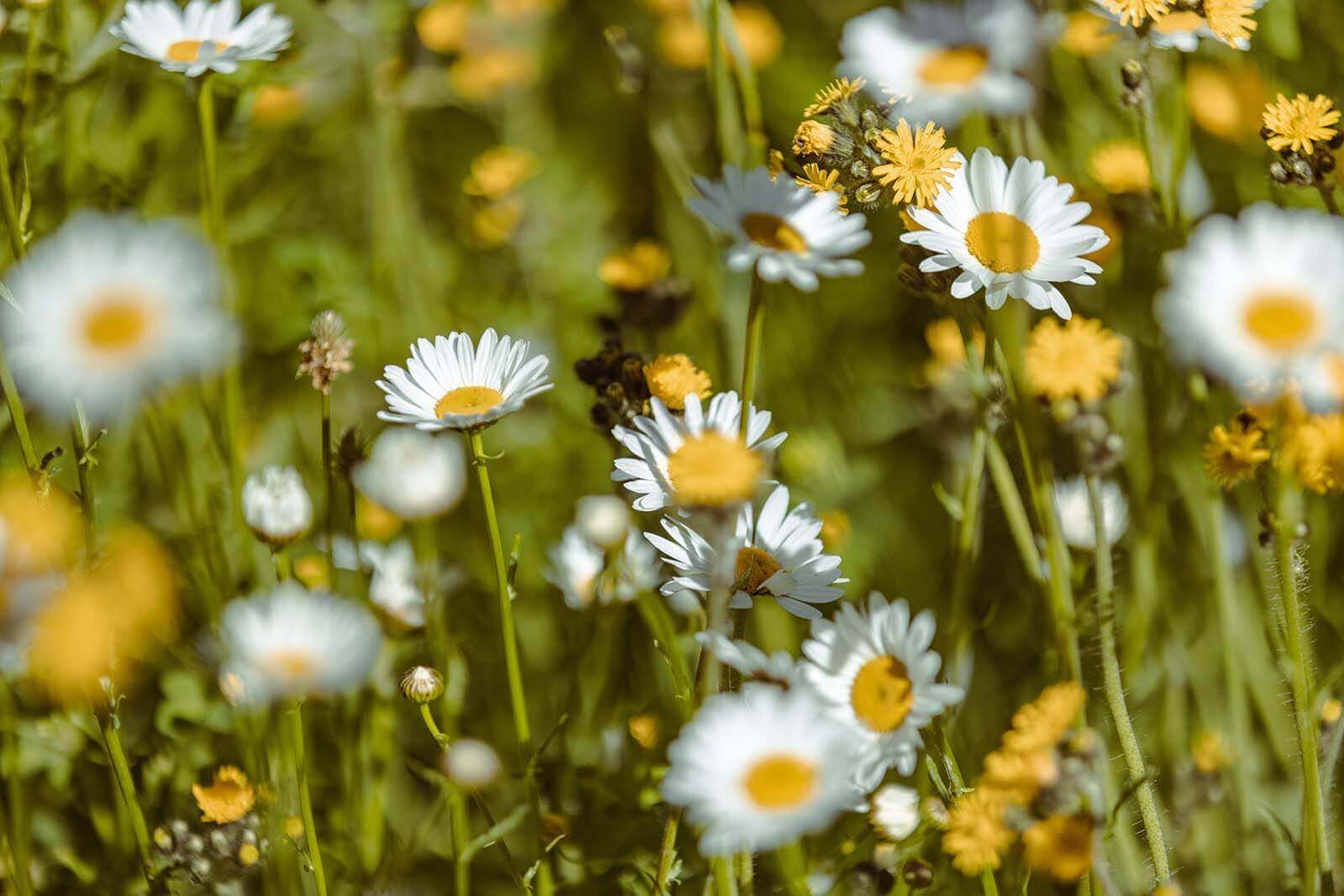 Spring in Idaho | Visit Idaho