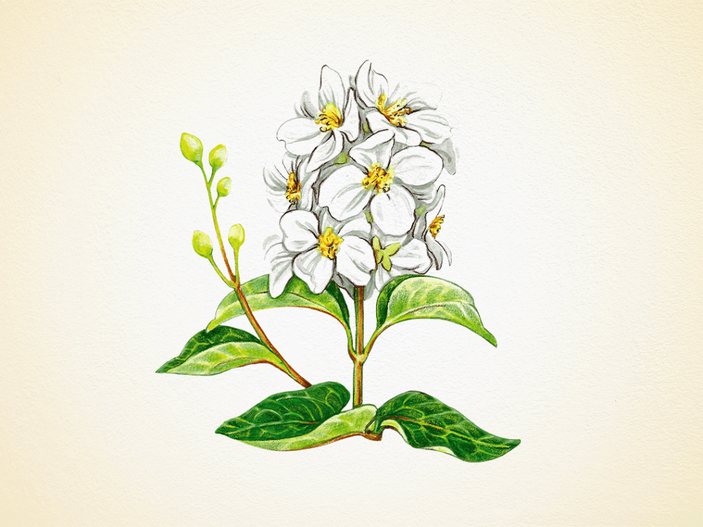 Discover Idaho's Wildflowers in Bloom: See our Guide