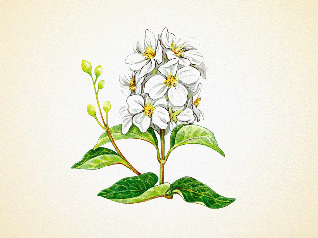 Discover Idaho's Wildflowers in Bloom: See our Guide