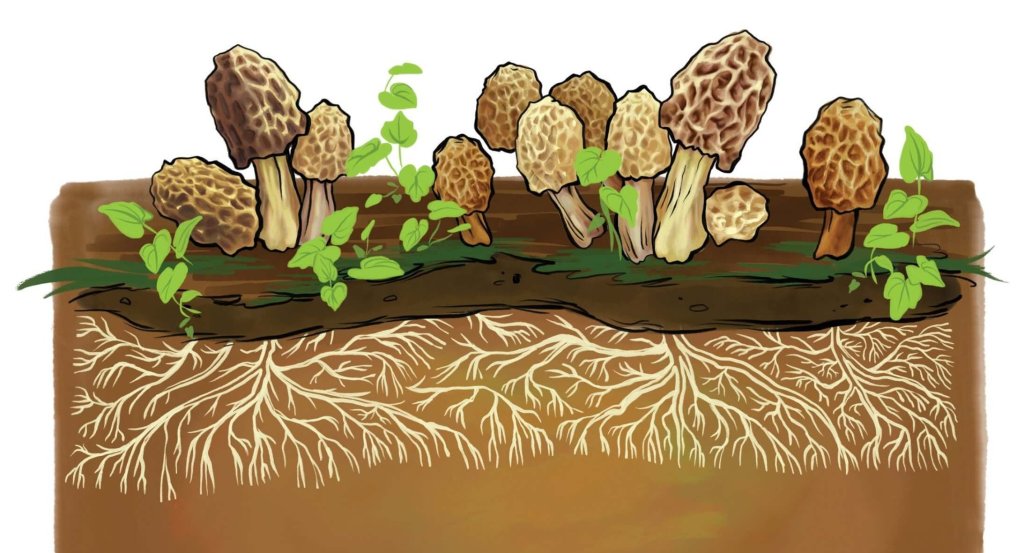 A Guide to Picking Morels and Huckleberries | Recreation in Idaho