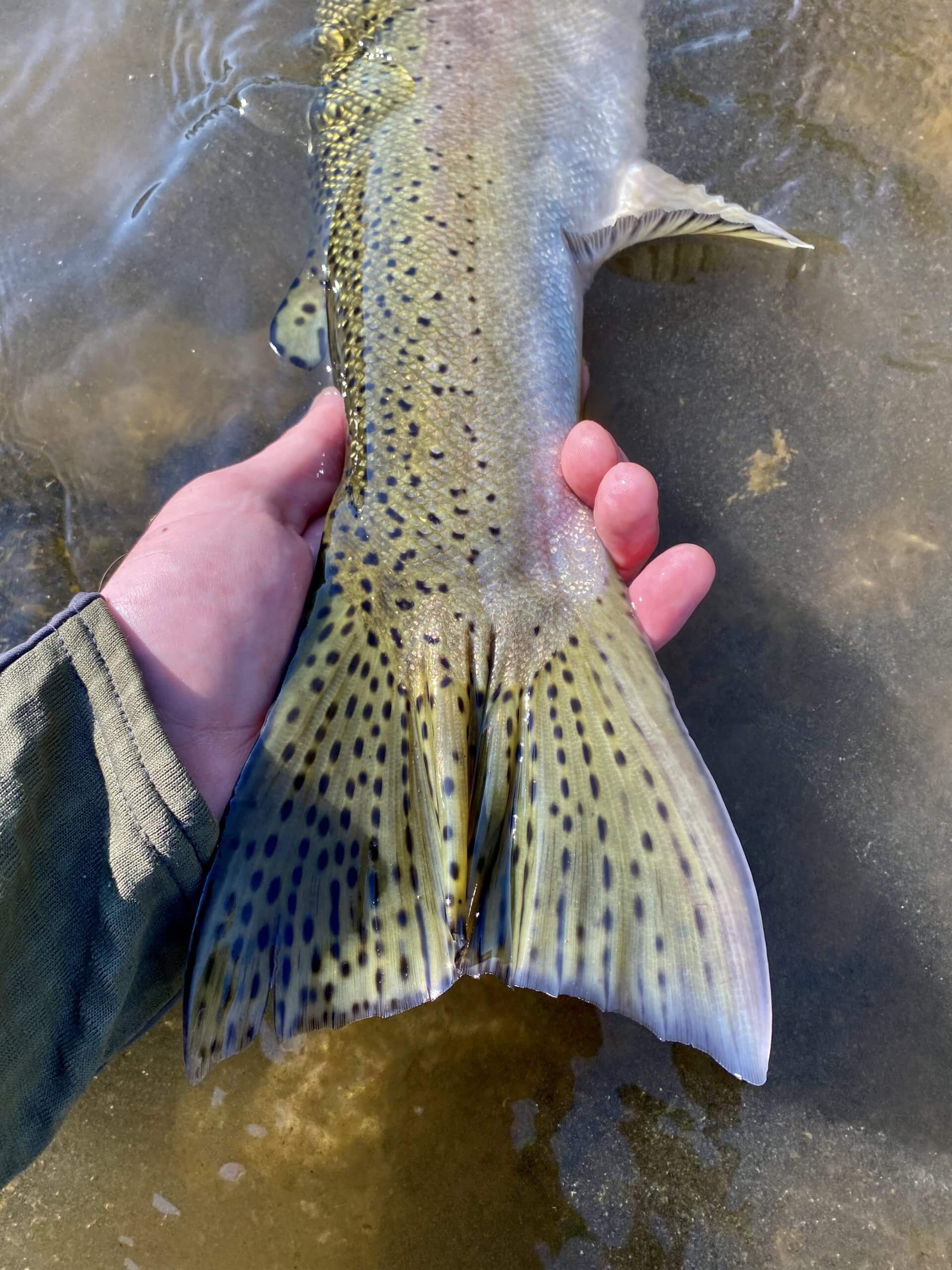 Fishing for Idaho’s Iconic Steelhead | Fishing in Idaho
