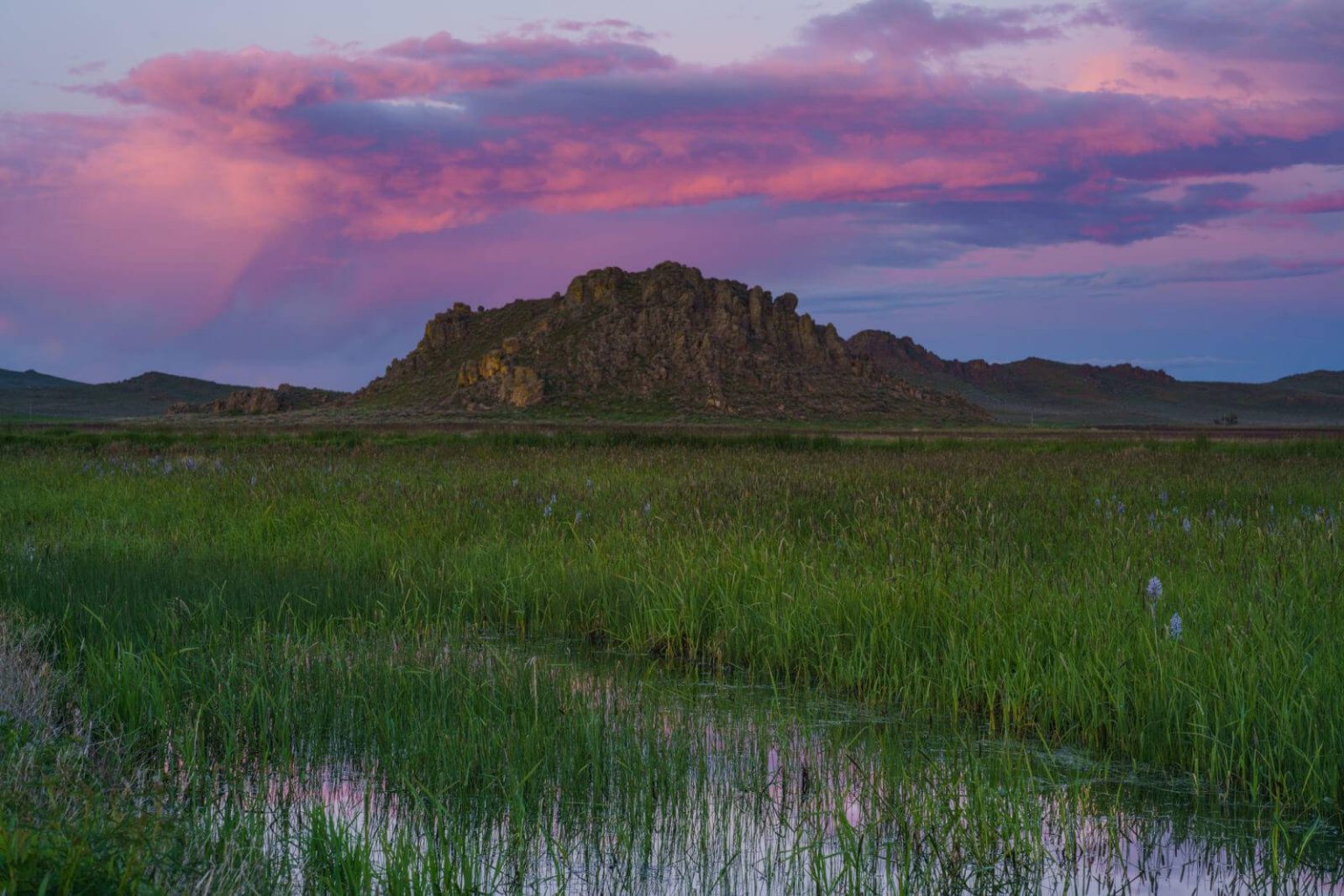 6 Must-See Spots for Spring Wildflower Fields | Visit Idaho
