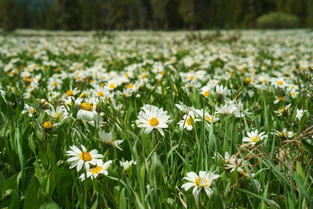 6 Must-See Spots for Spring Wildflower Fields | Visit Idaho