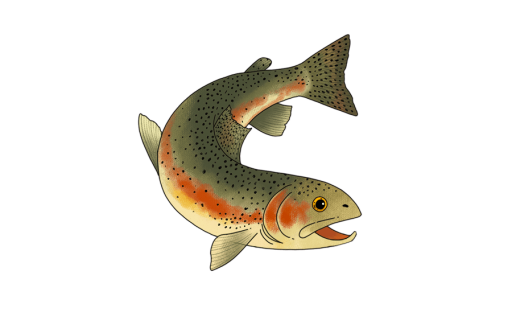 Fishing for Idaho’s Native Trout: Steelhead, Redband and Rainbow Trout