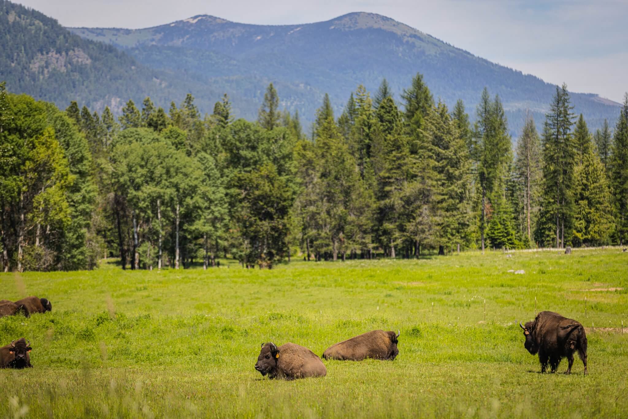 International Selkirk Loop | Road Trips in Northern Idaho