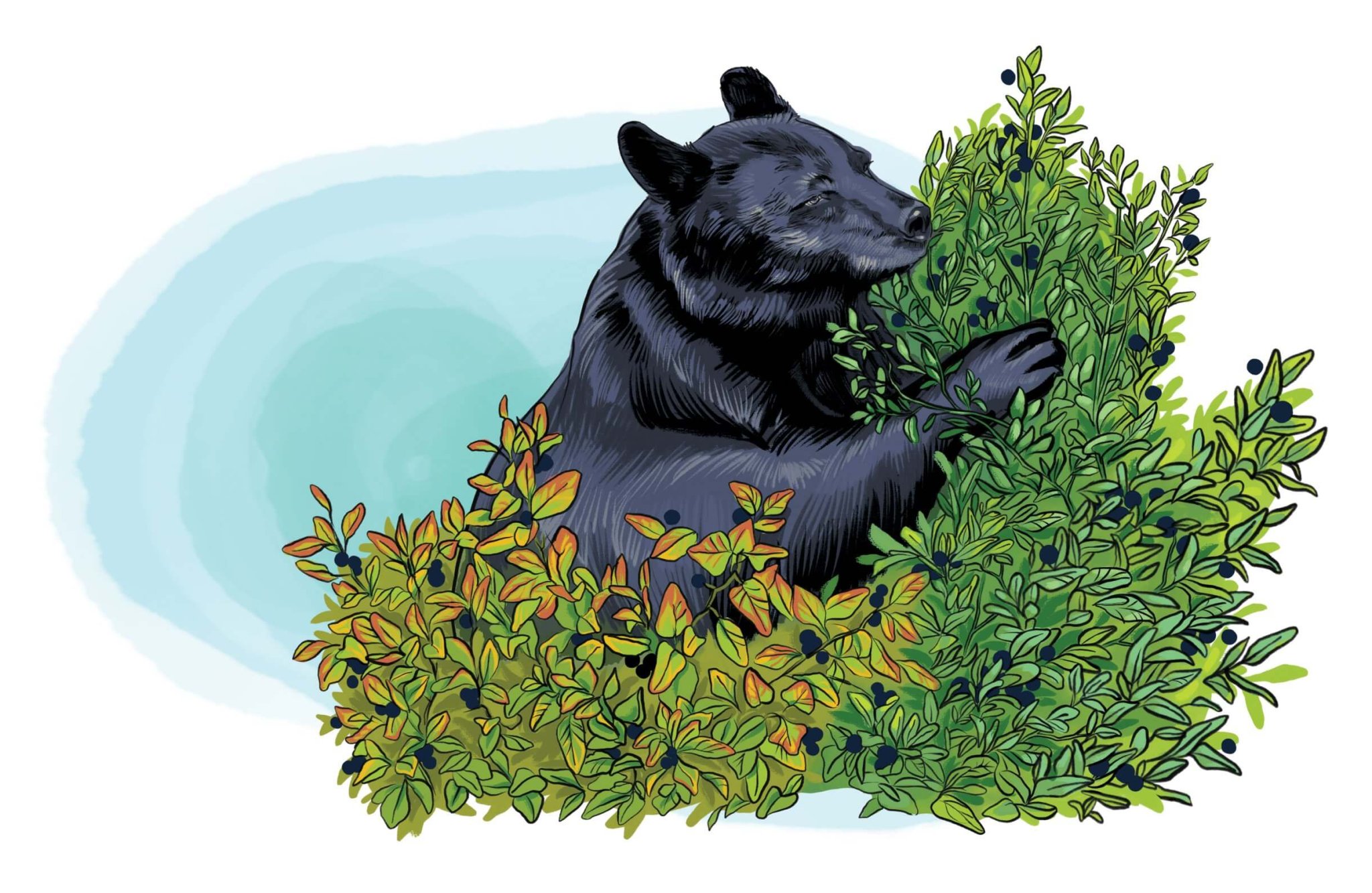 Huckleberry Season Idaho: A Guide to Picking Morels and Huckleberries