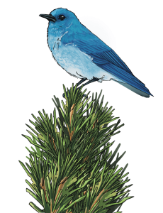 An Illustrated Guide to Idaho's Birds of Prey | Visit Idaho