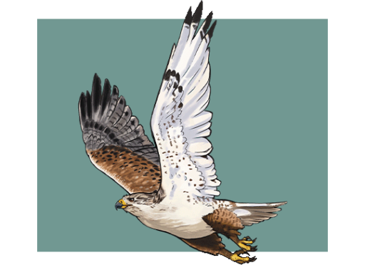 An Illustrated Guide to Idaho's Birds of Prey | Visit Idaho