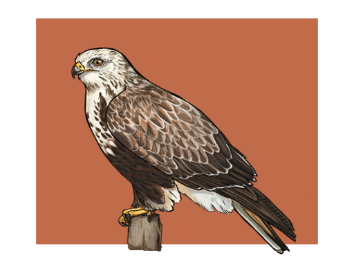 An Illustrated Guide to Idaho's Birds of Prey | Visit Idaho