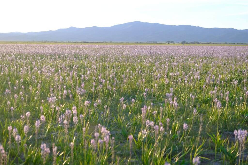 Experience Spring in Idaho: Things to Do in Idaho During Spring