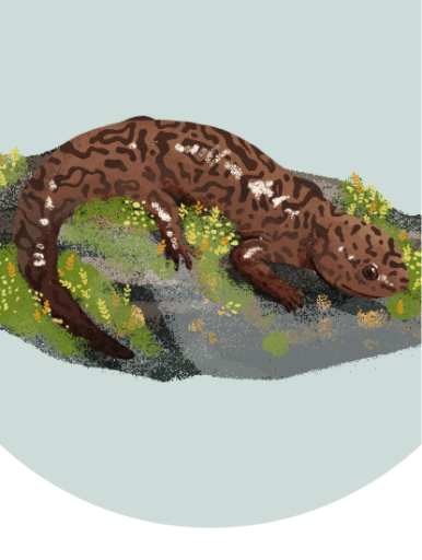 Get to Know the Idaho State Animal, Bird and Other State Symbols