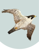 Get to Know the Idaho State Animal, Bird and Other State Symbols