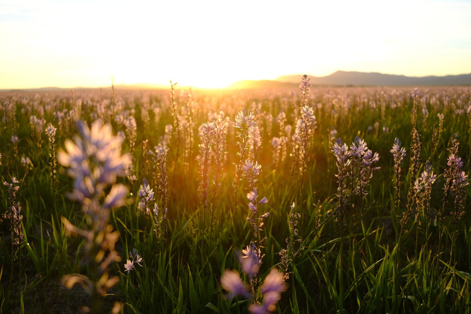 Experience Spring in Idaho: Things to Do in Idaho During Spring