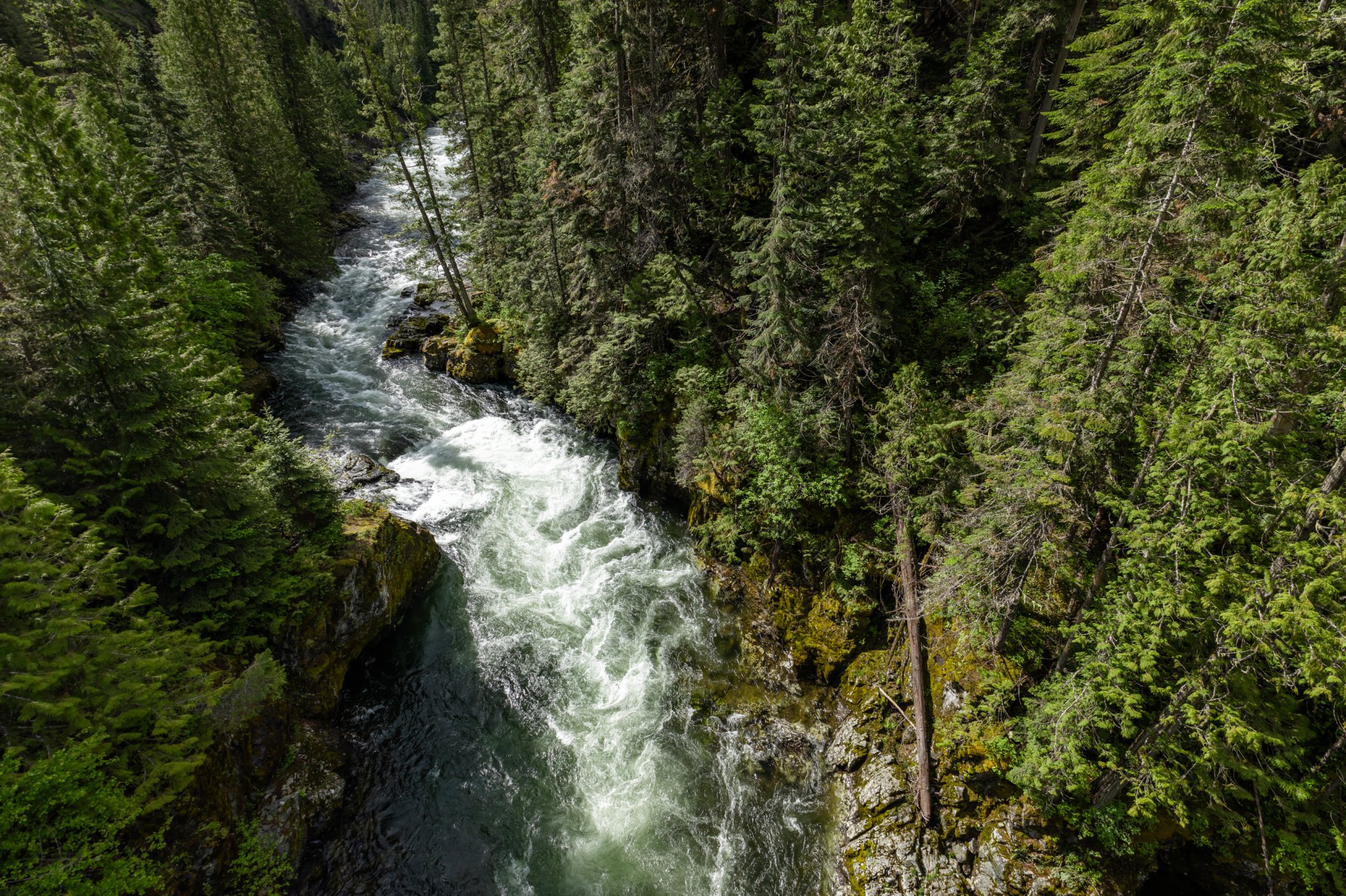 Whitewater Rafting & River Trips on the St. Joe River