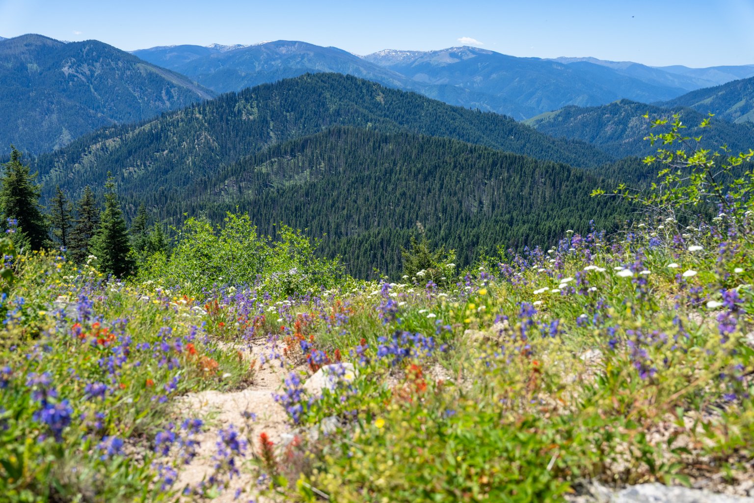 Experience Idaho’s Wild Selway River in The 3100