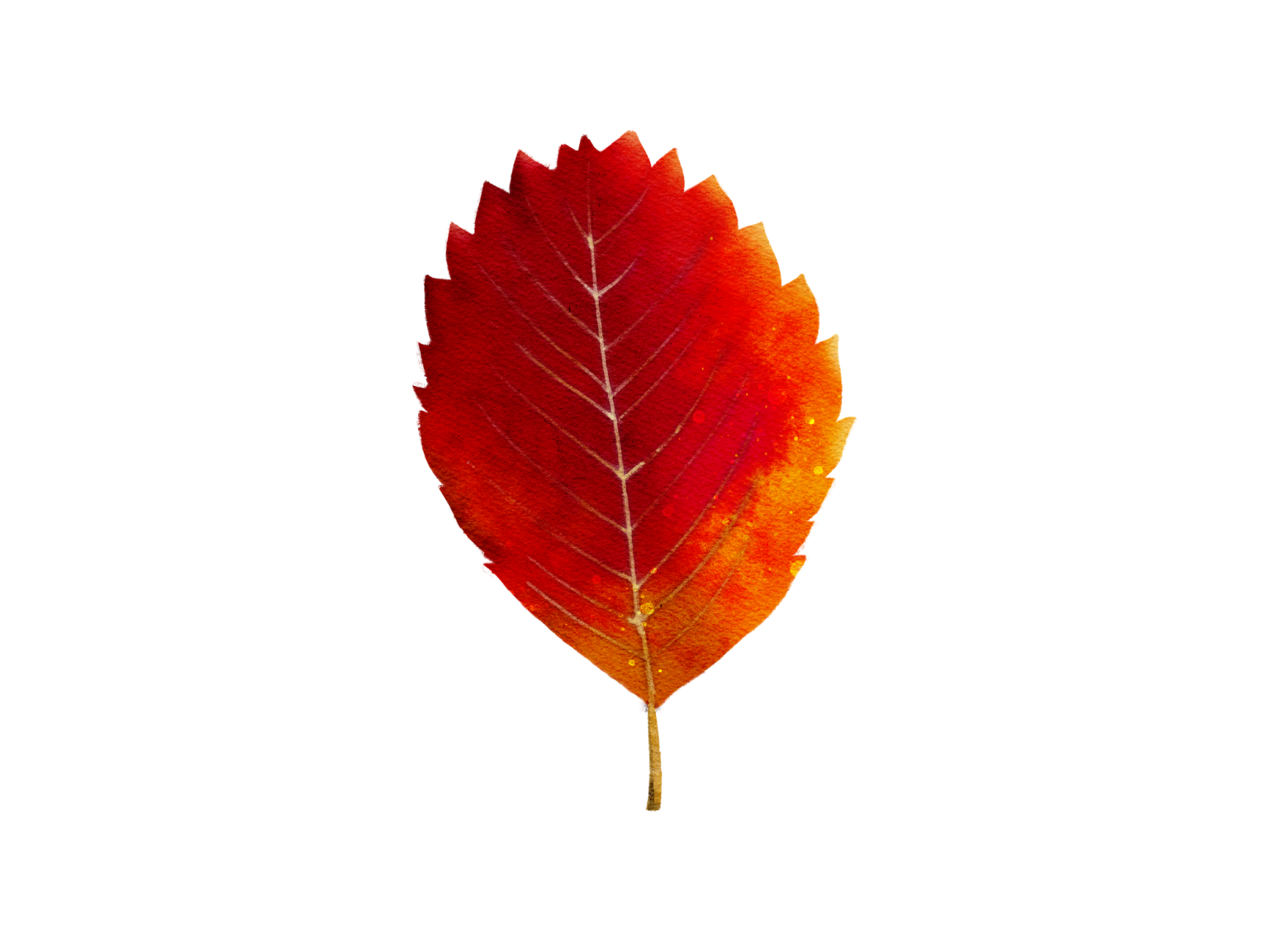Fall Colors In Idaho