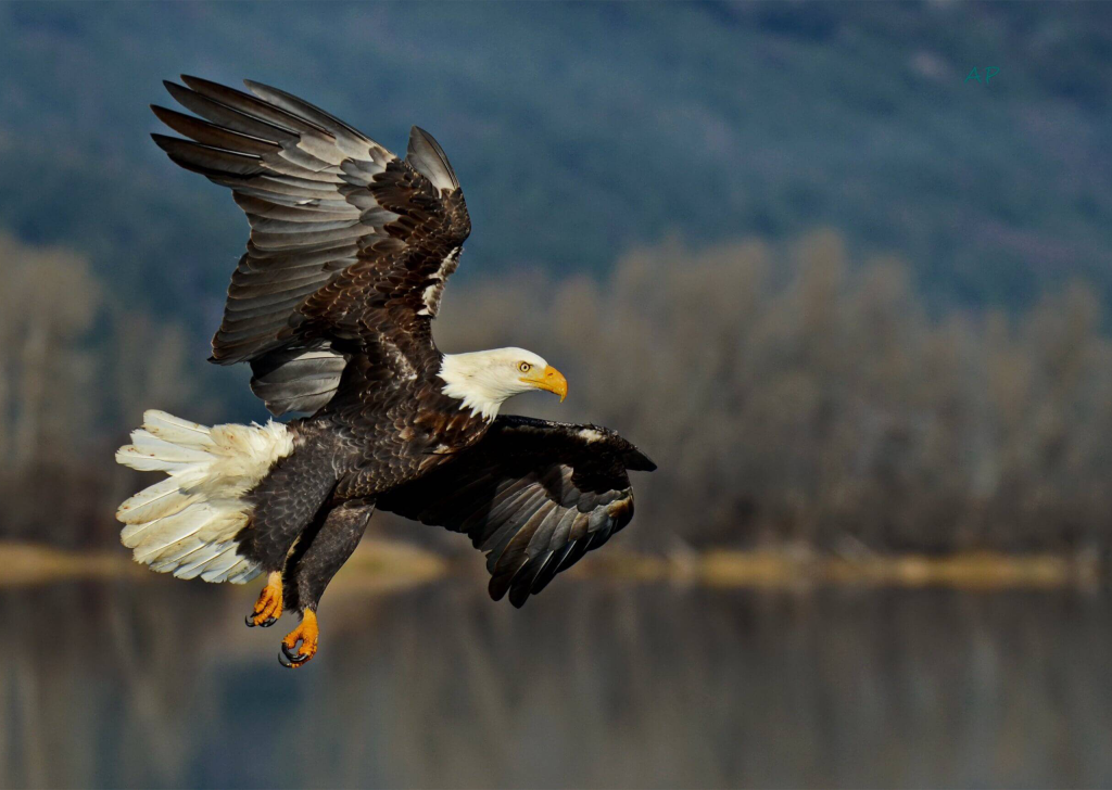 Idaho's Top Eagle Watching Spots | Visit Idaho